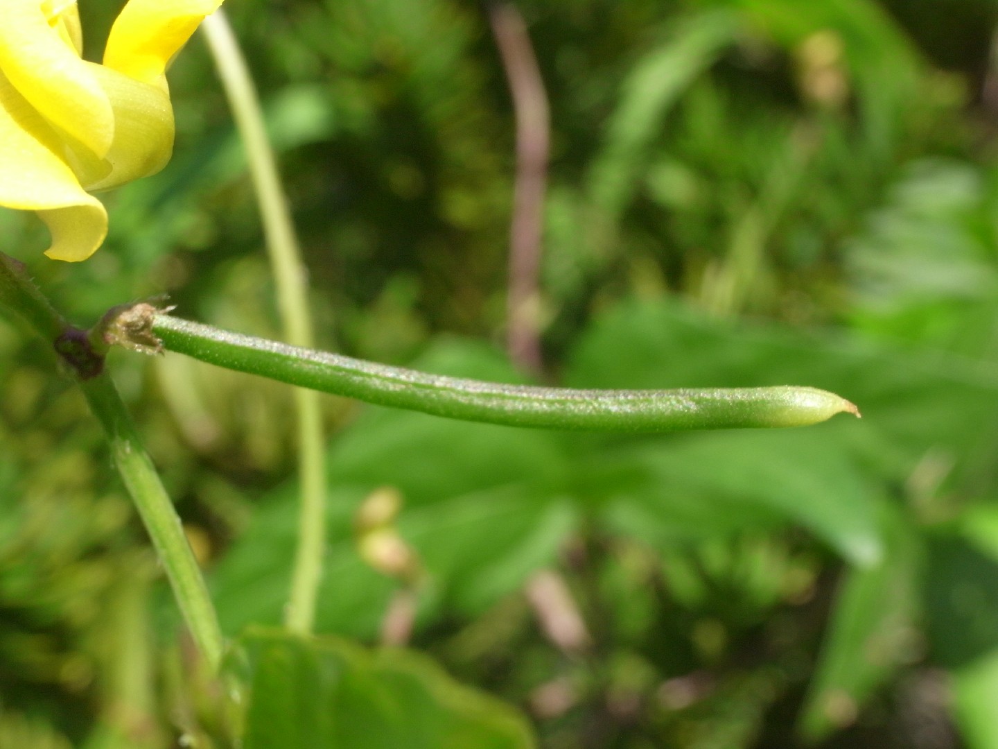 Adukiboon (Vigna angularis) - PictureThis