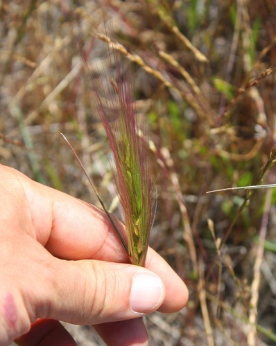 Elymus multisetus - PictureThis