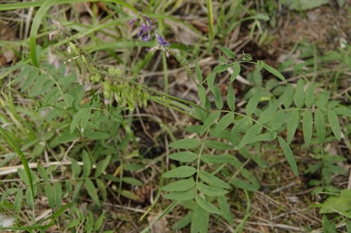 Hedysarum Alpinum Seeds