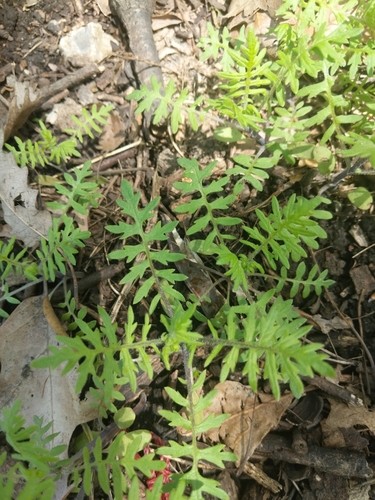 Aunt lucy (Ellisia nyctelea) Flower, Leaf, Care, Uses - PictureThis