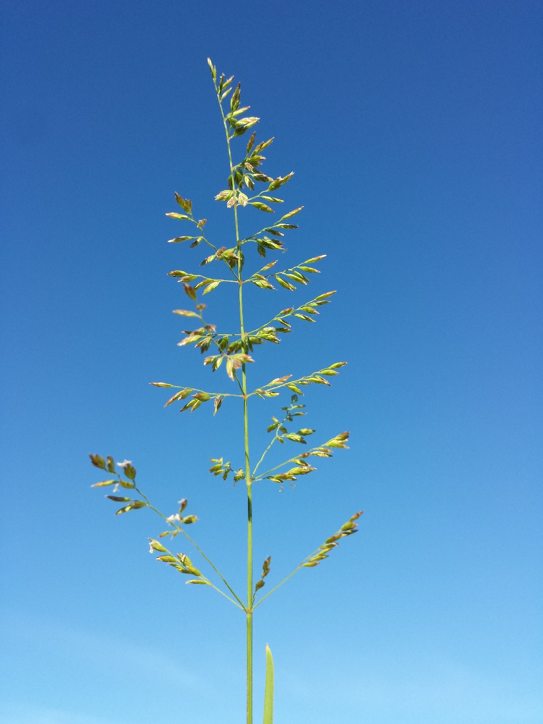 Zacate azul de Canadá (Poa compressa) - PictureThis