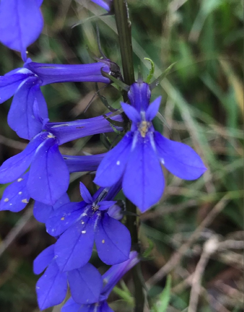 Lobelia puberula - PictureThis