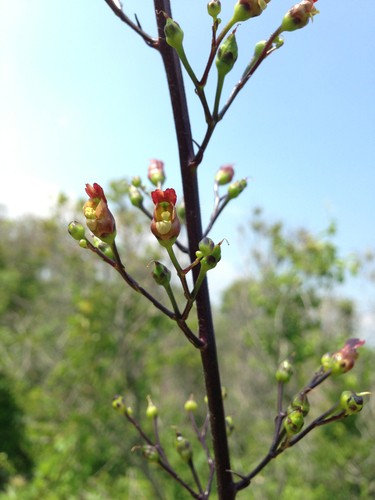 Lanceleaf figwort (Scrophularia lanceolata) Flower, Leaf, Care, Uses ...