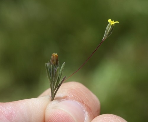 Wireweed (Rigiopappus leptocladus) Flower, Leaf, Care, Uses - PictureThis