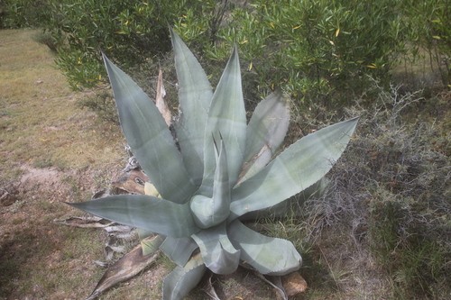 Agave applanata - PictureThis