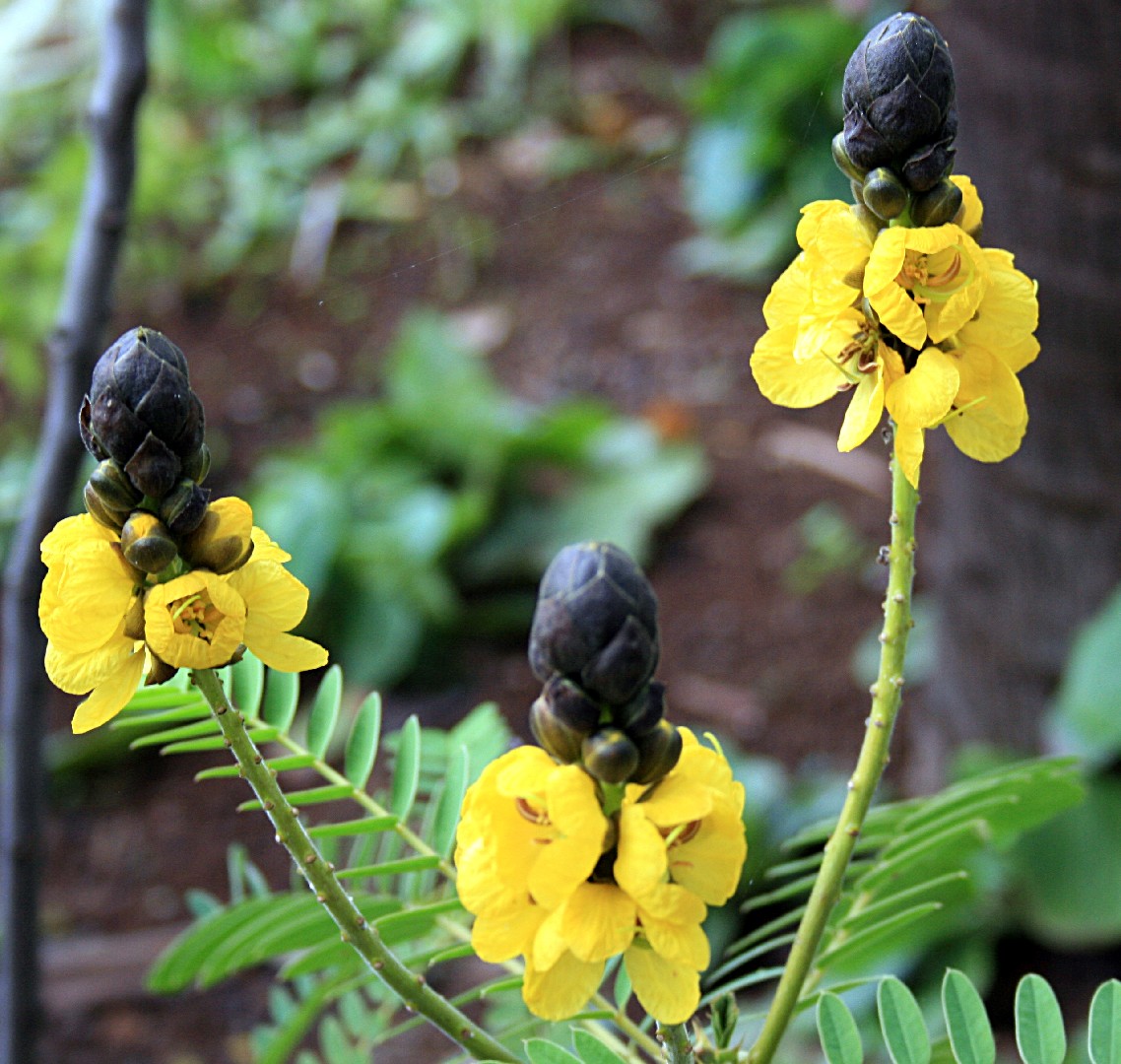 African senna Care (Watering, Fertilize, Pruning, Propagation ...