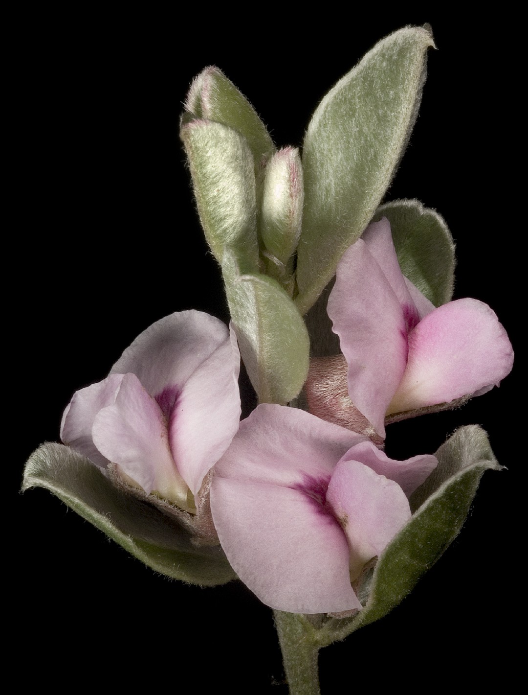 Satin bush (Podalyria sericea) Flower, Leaf, Care, Uses - PictureThis