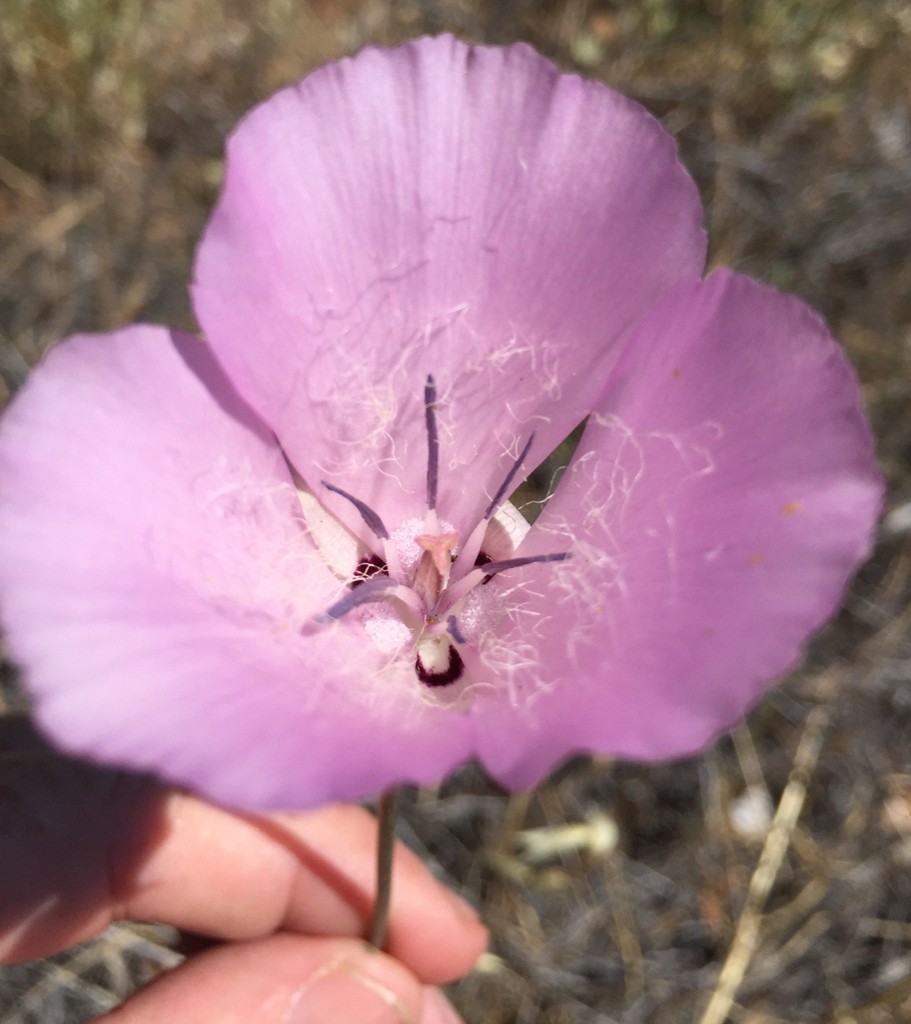 Lirio mariposa (Calochortus splendens) - PictureThis