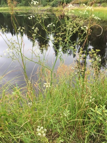 Water hemlocks (Cicuta) Flower, Leaf, Care, Uses - PictureThis