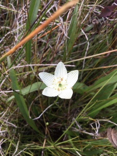 Fen grass of parnassus Care (Watering, Fertilize, Pruning, Propagation ...