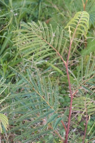 How to Plant and Grow Cape leeuwin wattle(Paraserianthes lophantha)