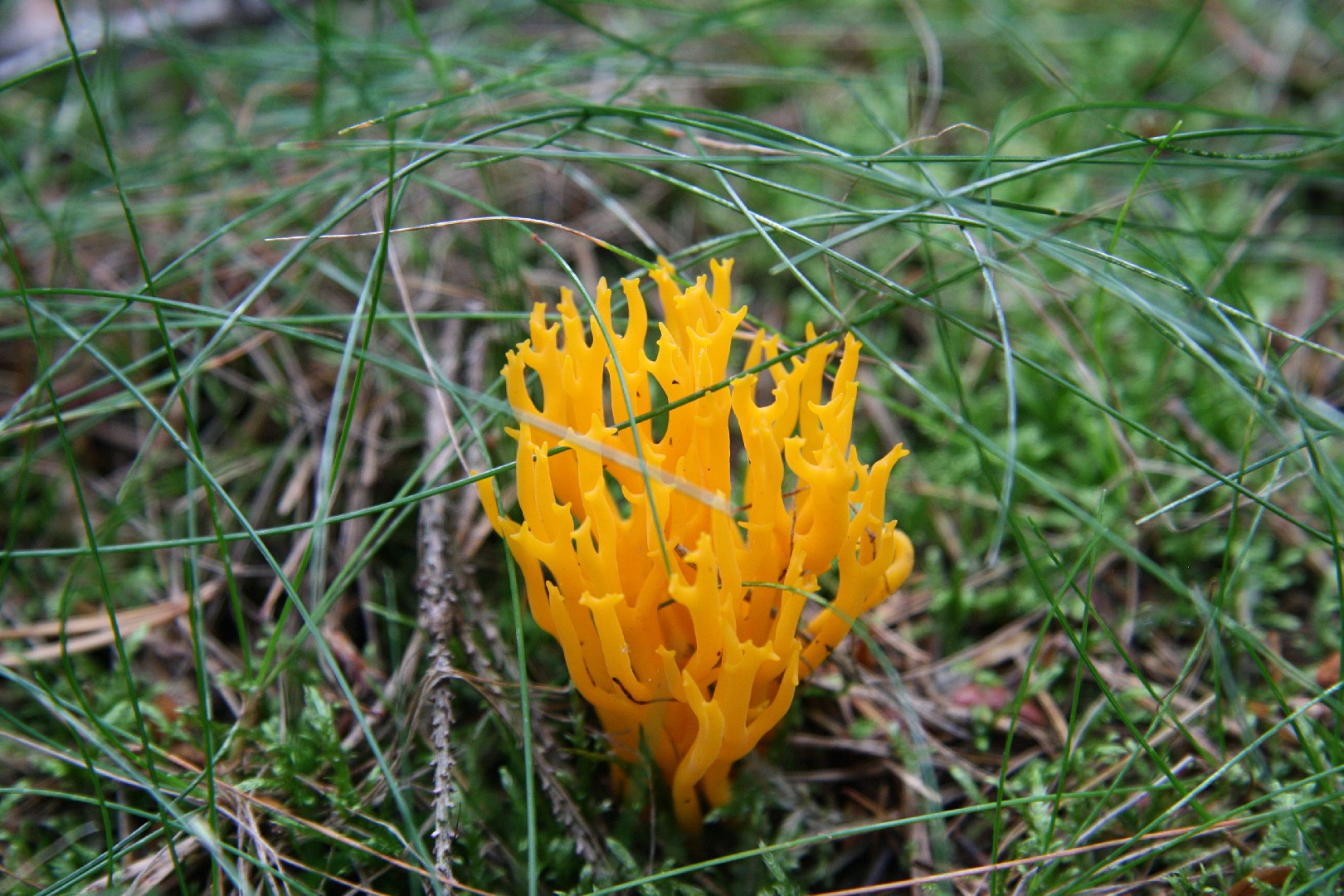 Ramaria aurea - PictureThis