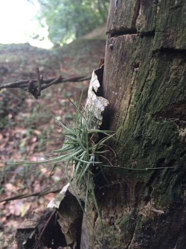 Piñuela (Tillandsia schiedeana) - PictureThis