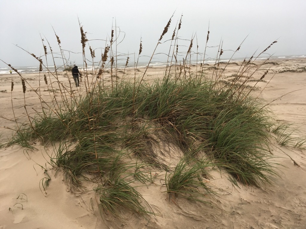 Uniola paniculata - PictureThis