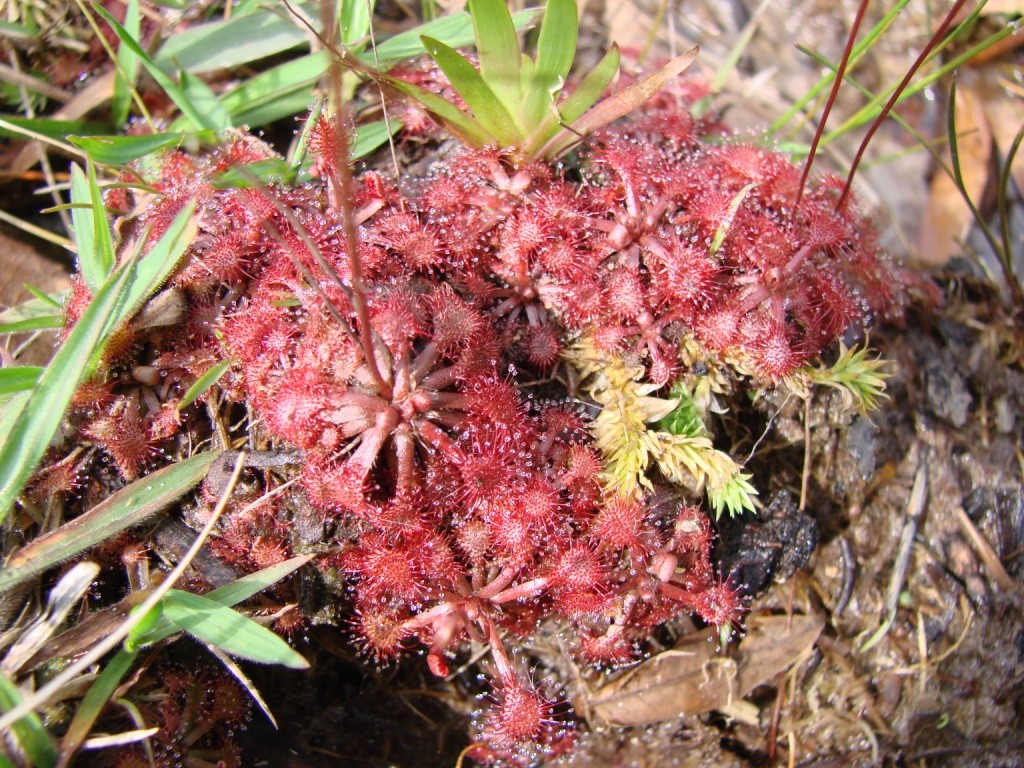 Dwarf sundew (Drosera brevifolia) Flower, Leaf, Care, Uses - PictureThis
