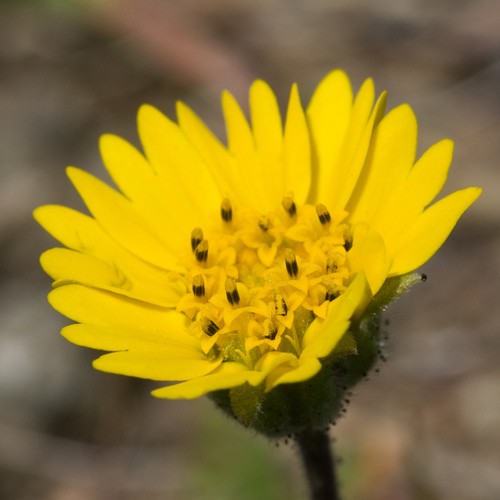 Hayfield tarweed (Hemizonia congesta) Flower, Leaf, Care, Uses ...