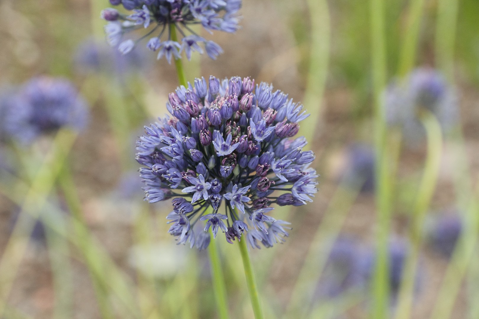 Blue-flowered garlic Care (Watering, Fertilize, Pruning, Propagation ...