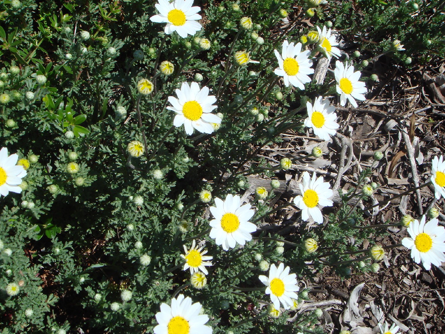 Anthémis maritime (Anthemis maritima) - PictureThis