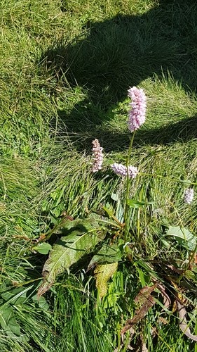 Bistorta (Bistorta officinalis) - PictureThis