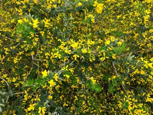 Retamilla (Genista monspessulana) - PictureThis