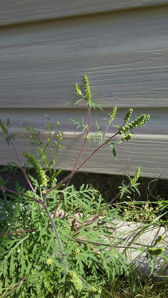 Altamisa (Ambrosia artemisiifolia) - PictureThis