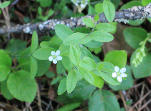 Bluntleaf sandwort (Moehringia lateriflora) Flower, Leaf, Care, Uses ...
