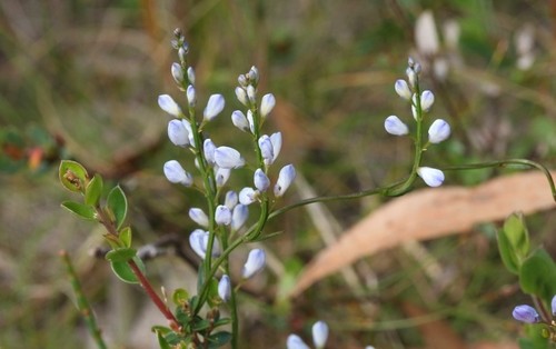 Love creeper (Comesperma volubile) Flower, Leaf, Care, Uses - PictureThis