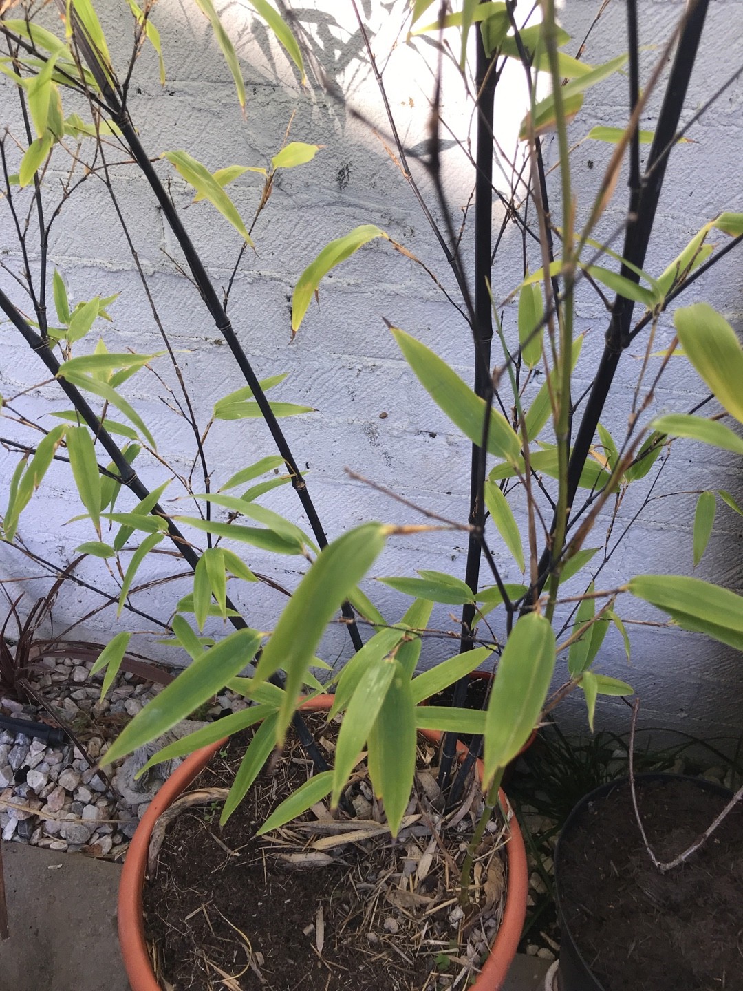Bambú negro Cuidados (Plantando, Fertilizantes, Enfermedades) - PictureThis