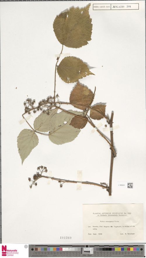 Rubus mesogaeus Flower, Leaf, Care, Uses - PictureThis