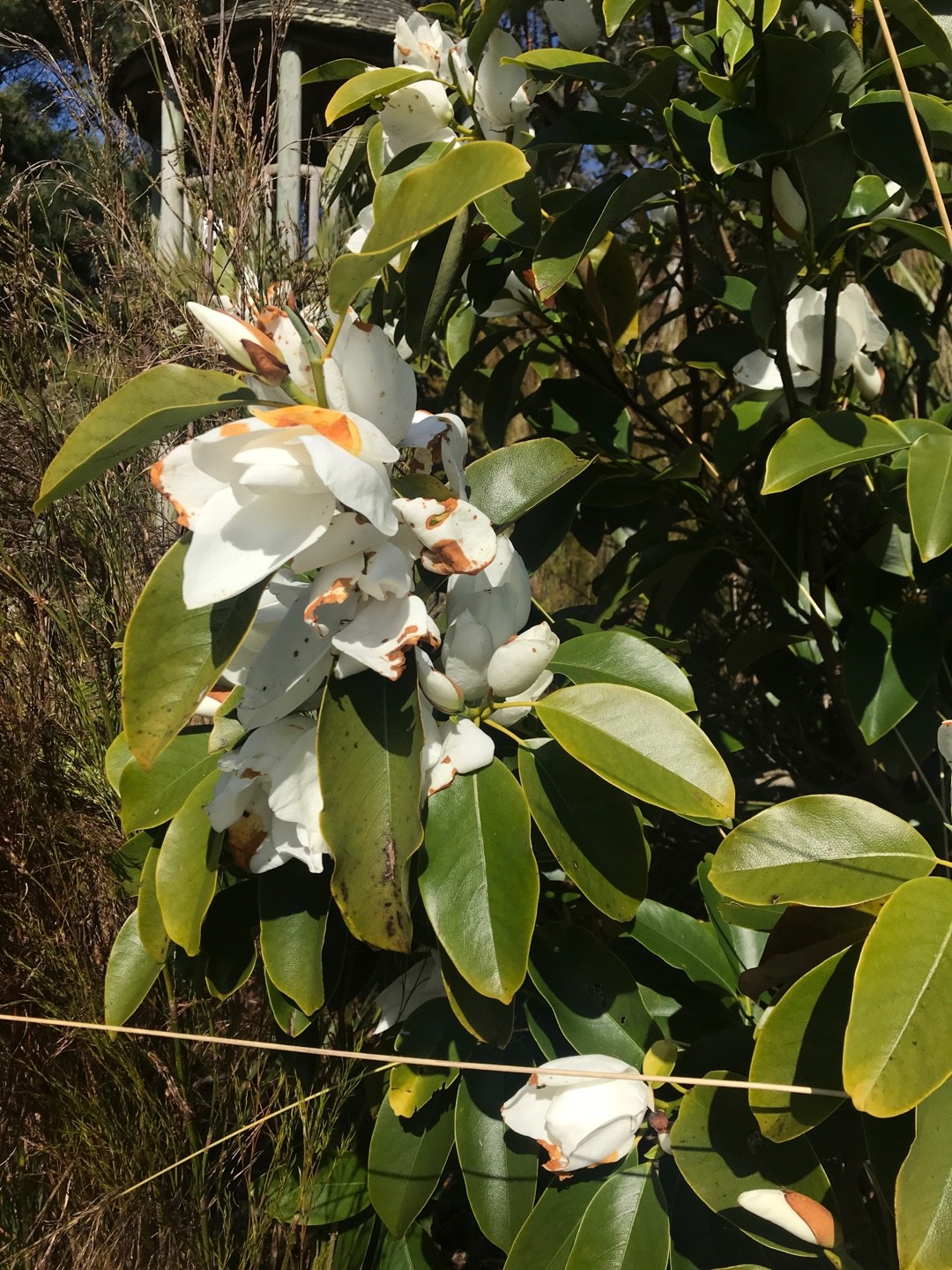 Magnolia maudiae - PictureThis