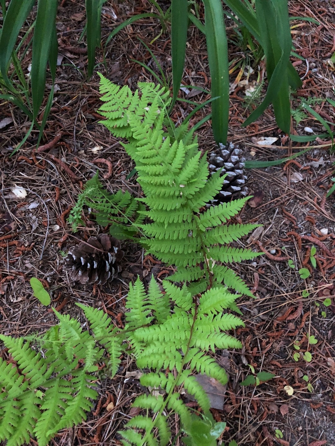 Athyrium asplenioides - PictureThis