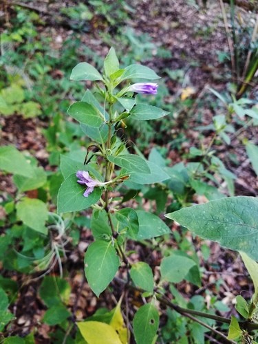 Ruellia drummondiana - PictureThis