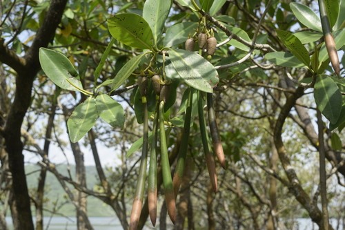 Mangle rojo (Rhizophora mangle) - PictureThis