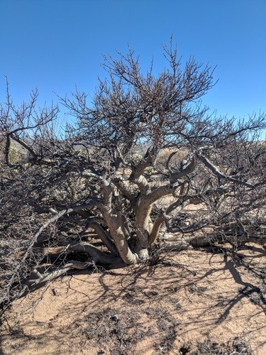 Torote (Bursera microphylla) - PictureThis