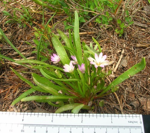 Lewisia nevadensis - PictureThis