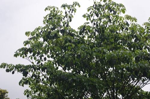 Asiatic wheel tree (Trochodendron aralioides) Flower, Leaf, Care, Uses ...