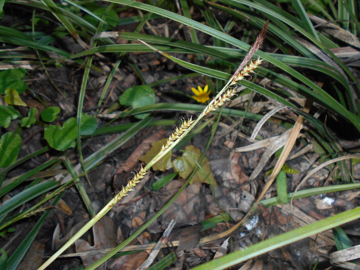 How to Plant and Grow Morrow's sedge(Carex morrowii)