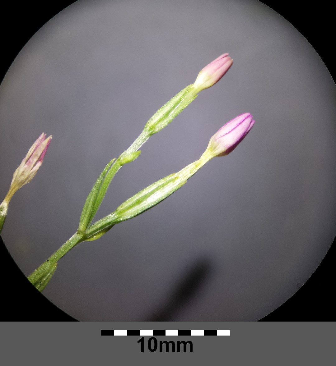 Centáurea menor (Centaurium pulchellum) - PictureThis