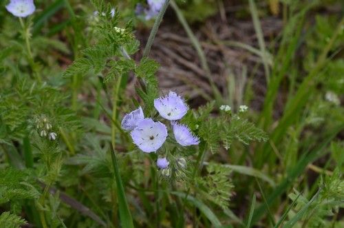 Phacelia purshii - PictureThis