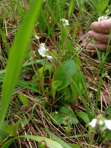 Bog white violet (Viola lanceolata) Flower, Leaf, Care, Uses - PictureThis