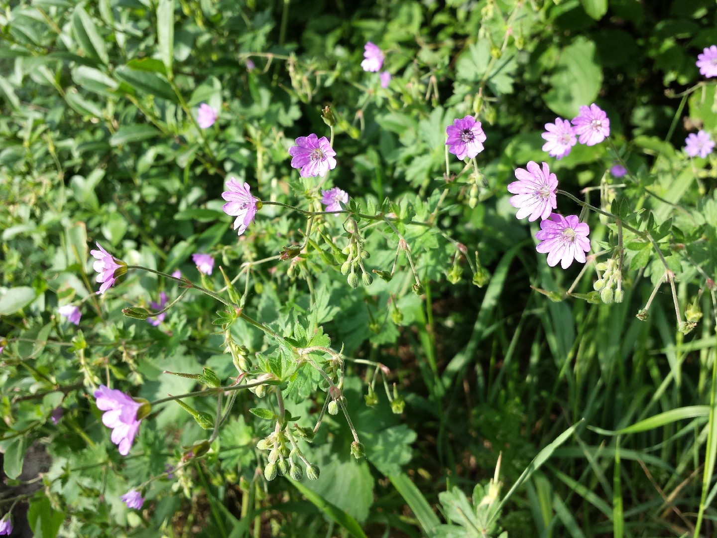 Geranio de los Pirineos (Geranium pyrenaicum) - PictureThis