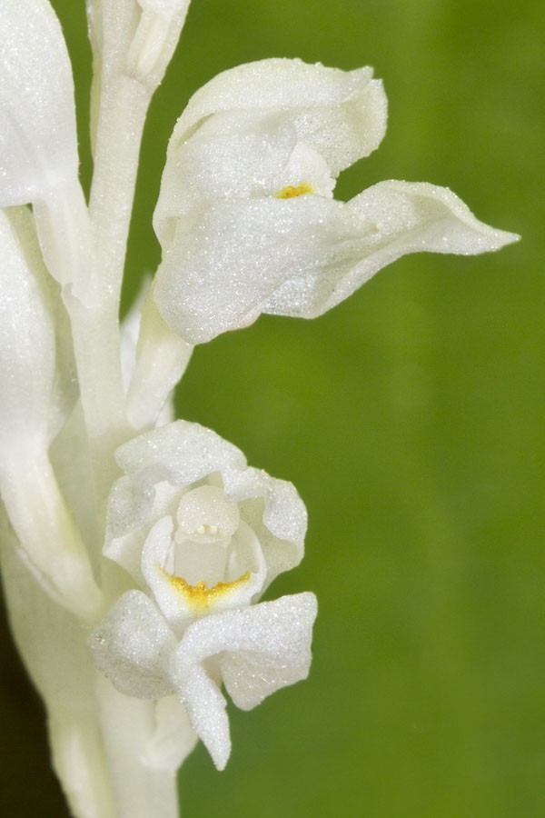 Phantom orchid (Cephalanthera austiniae) Flower, Leaf, Care, Uses ...