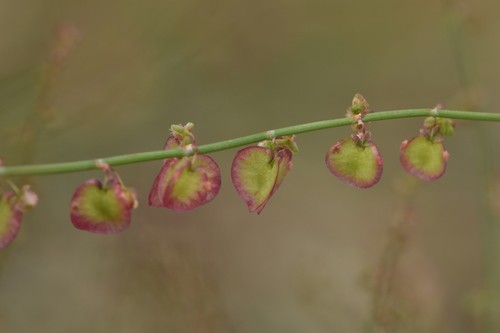 Rumex induratus - PictureThis