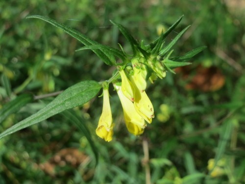Melampyrum pratense - PictureThis