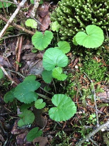 Dalibarda repens - PictureThis