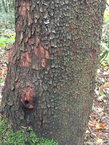 How to Plant and Grow Pacific madrone(Arbutus menziesii)