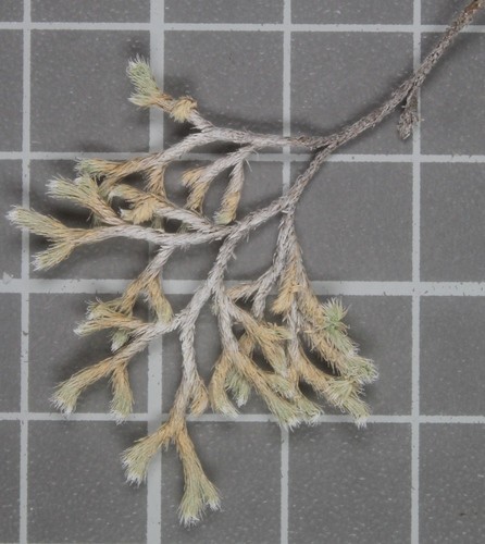 Spike-moss (Selaginellaceae) Flower, Leaf, Care, Uses - PictureThis