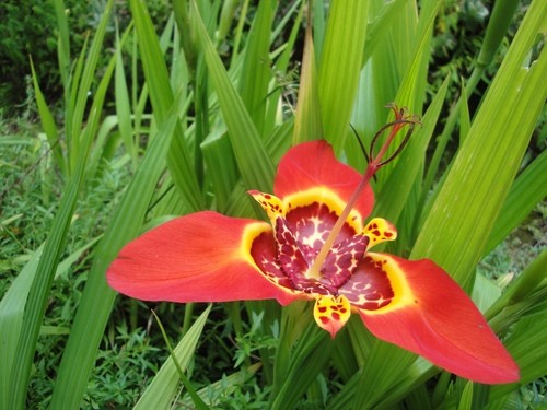 Flor de tigre (Tigridia pavonia) - PictureThis