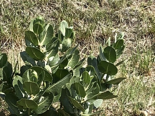 Broadleaf milkweed (Asclepias latifolia) Flower, Leaf, Care, Uses ...