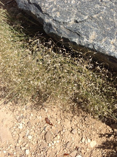 Indian ricegrass (Eriocoma hymenoides) Flower, Leaf, Care, Uses ...